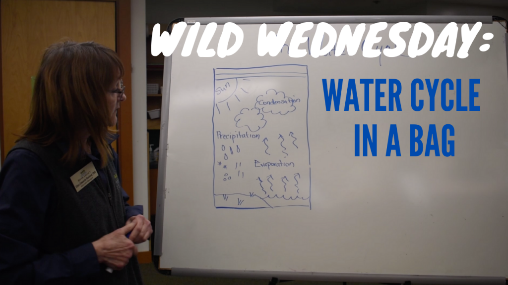 Water Cycle Bag - River Legacy Nature Center