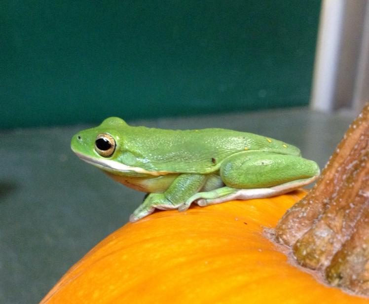 Frog_Pumpkin - River Legacy Nature Center